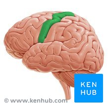 Gyrus precentralis: Anatomie, Lage und Funktion | Kenhub