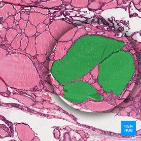 Thyroid gland: Anatomy, functions and hormones | Kenhub