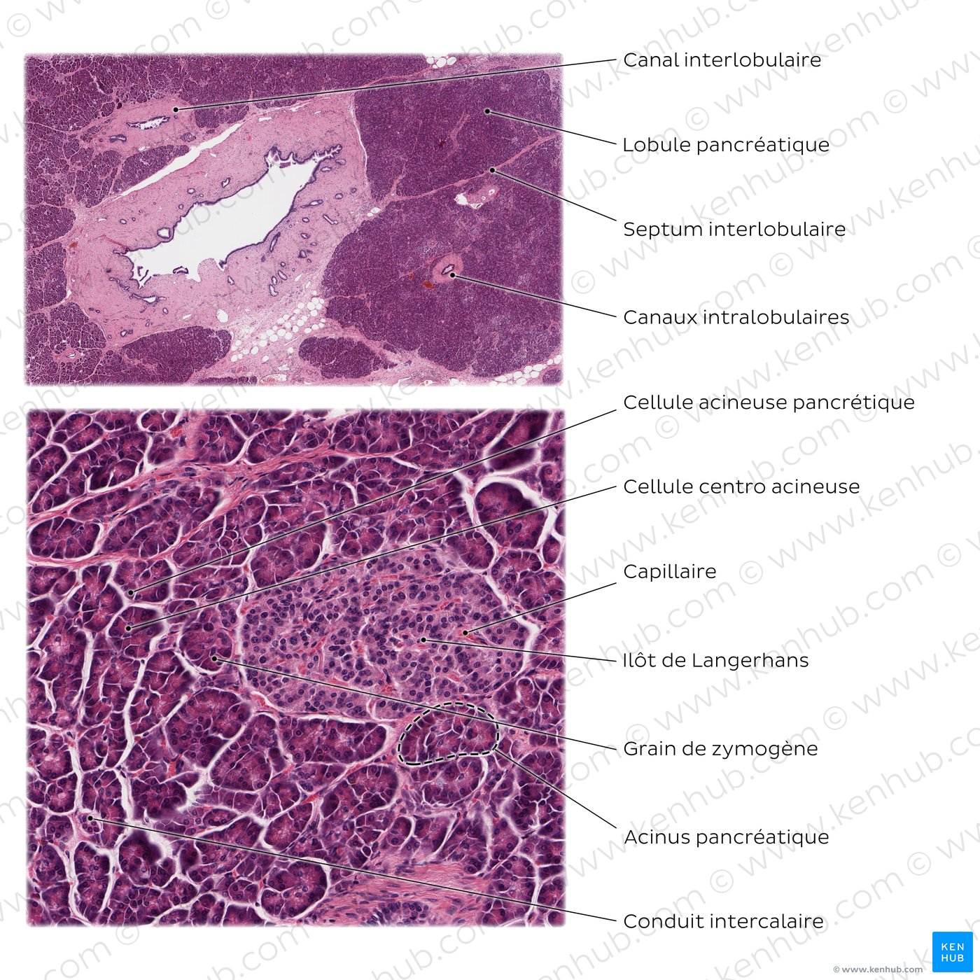 Histology Slides Database Histological Diagram Of Pancreas
