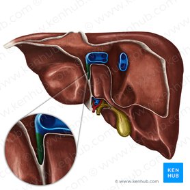 Hígado: Anatomía, porta hepática y aspectos clínicos | Kenhub