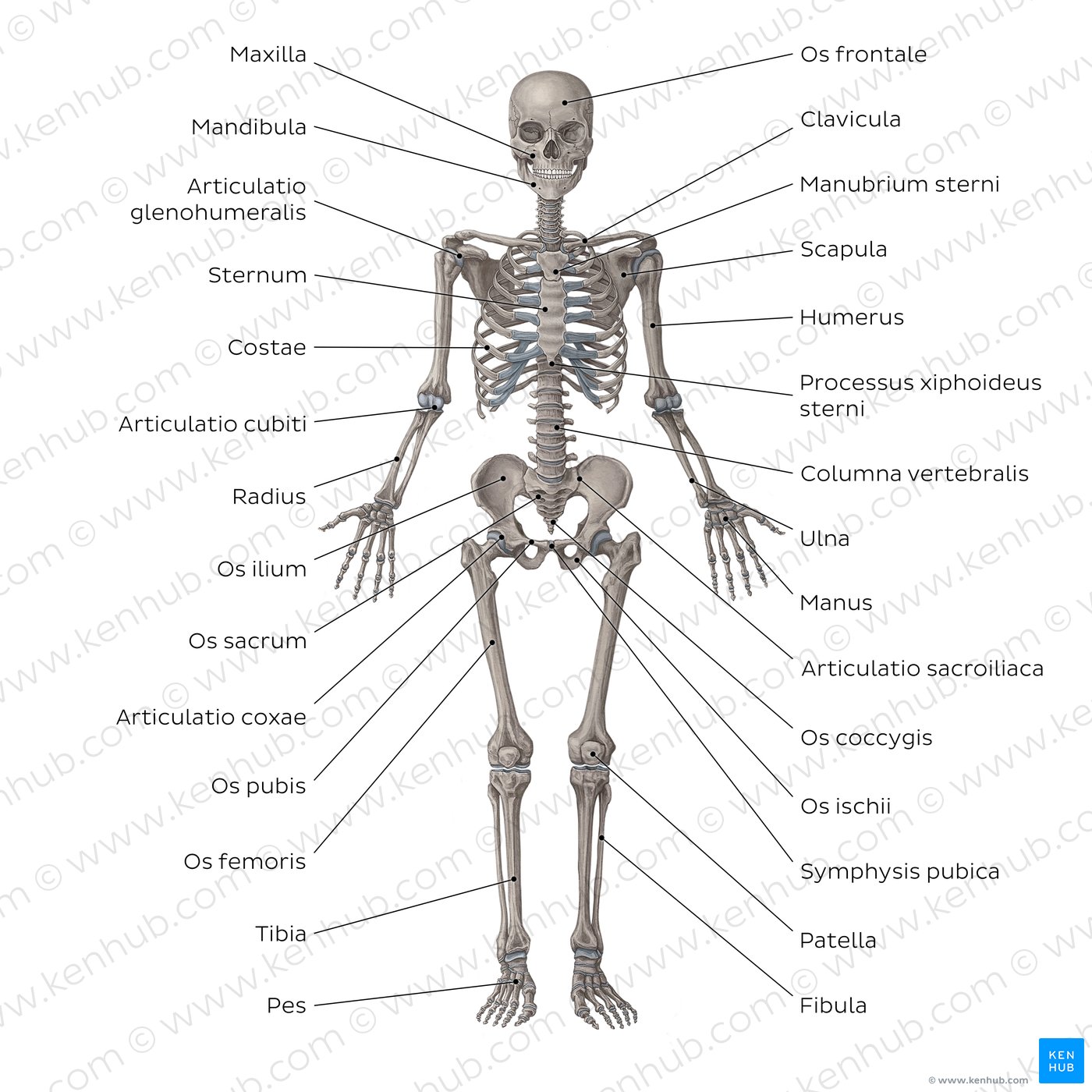 Organsysteme des Menschen: Aufbau und Anatomie | Kenhub
