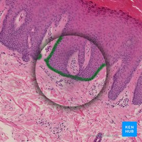 Skin: Cells, layers and histological features | Kenhub