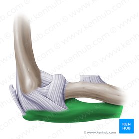 Elbow joint: Anatomy, ligaments, movements, blood supply | Kenhub