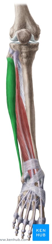 peroneus longus tendon function