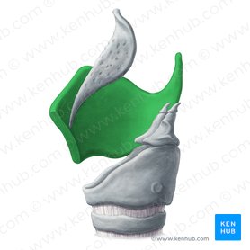 Larynx (Kehlkopf) - Anatomie, Lage, Aufbau & Innervation | Kenhub