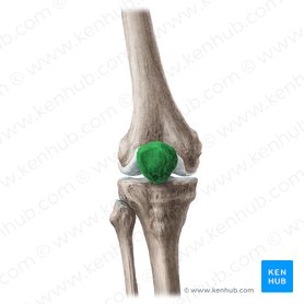 Articulación de la rodilla: anatomía y movimientos | Kenhub