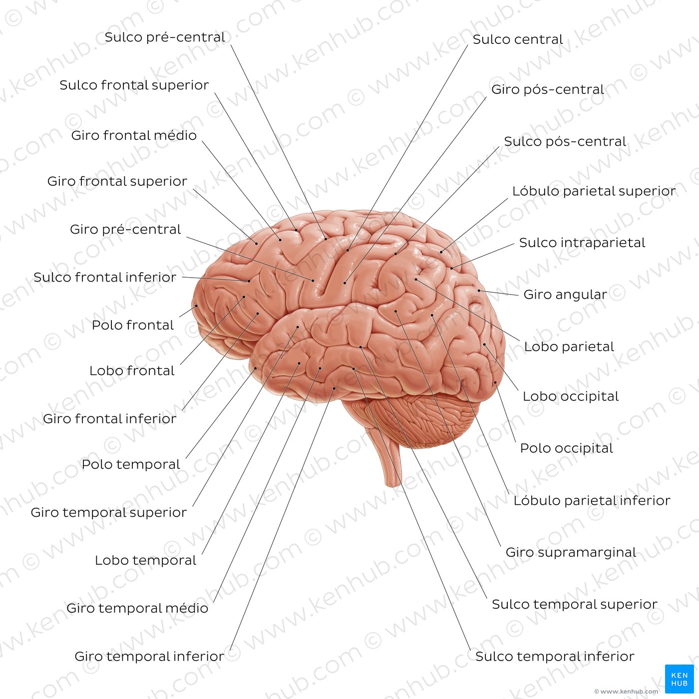 Sistema Nervoso Central Anatomia Estrutura E Função Kenhub