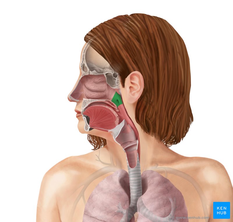 Nasofaringe: definición, estructura y función | Kenhub