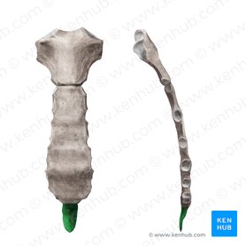 Sternum: Anatomy, parts, pain and diagram | Kenhub