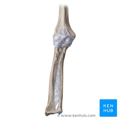 Ellenbogengelenk und Unterarm - Anatomie | Kenhub