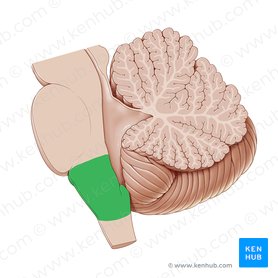 Central nervous system: Anatomy, structure, function | Kenhub