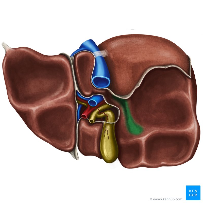 Fígado e vesícula biliar: Anatomia, localização e função | Kenhub