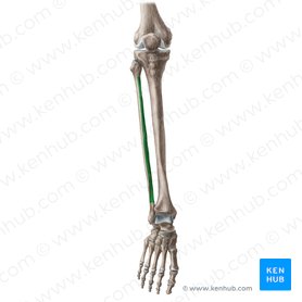 Fibula: Anatomy, bone landmarks and clinical aspects | Kenhub