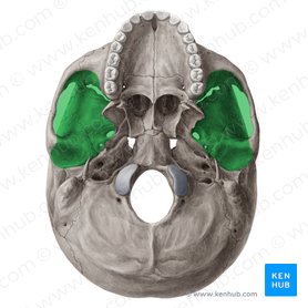 Infratemporal fossa: structure, contents and boundaries | Kenhub