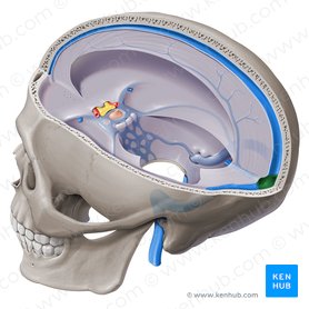 Superior sagittal sinus: Anatomy, tributaries, drainage | Kenhub