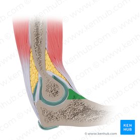 Brachialis muscle: Location, origin and insertion, action | Kenhub