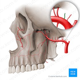Temporomandibular joint (TMJ): Anatomy and function | Kenhub