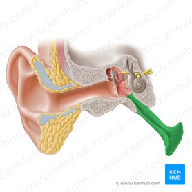 Tensor veli palatini: Origin, insertion and function | Kenhub