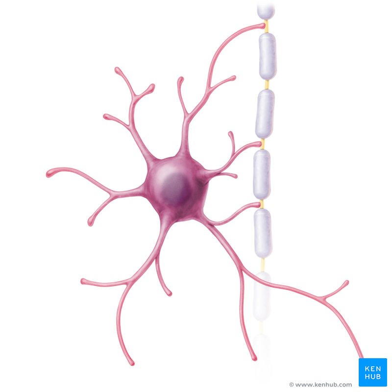 astrocytes function simple