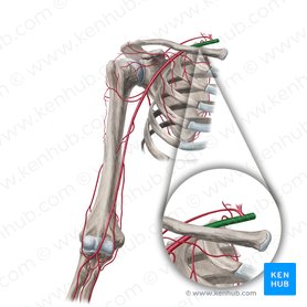 Subclavian artery: Anatomy, branches and mnemonic | Kenhub