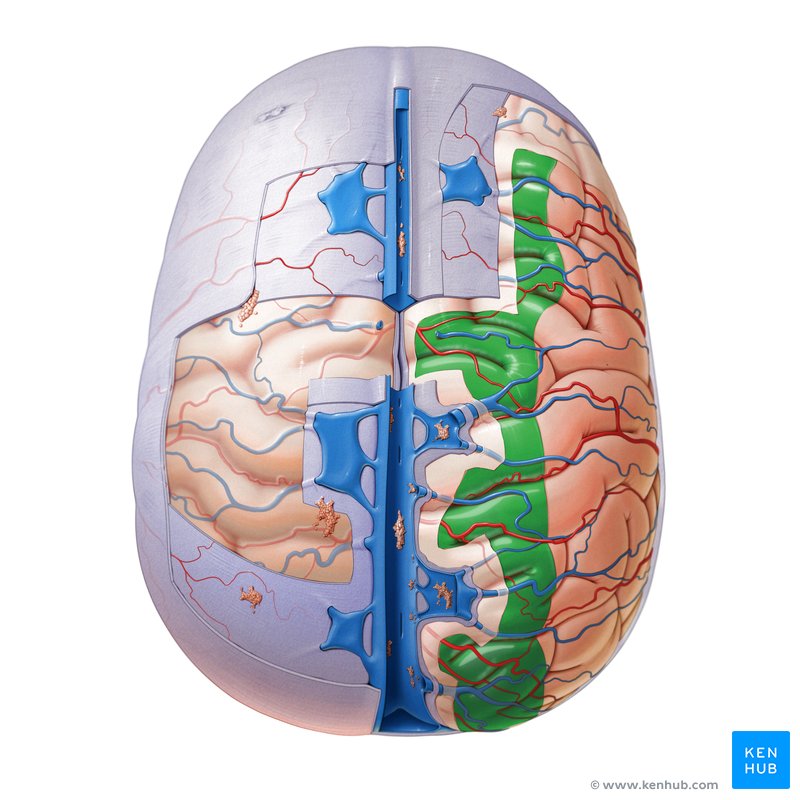 Pia mater: Anatomie, Lage und Funktion | Kenhub
