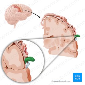 Motor cortex: Anatomy and function | Kenhub
