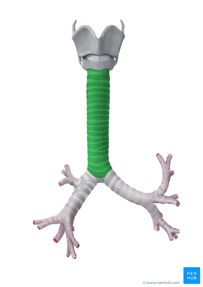 Traqueia: Anatomia, função no sistema respiratório | Kenhub