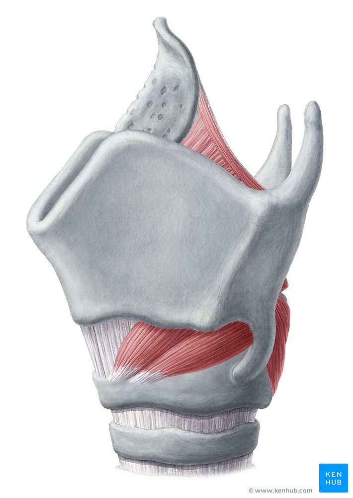 Anatomie de la gorge : Cartilages, ligaments, muscles | Kenhub