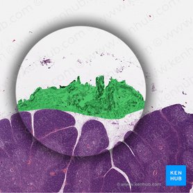 Lymphknoten - Anatomie, Histologie & Klinik | Kenhub