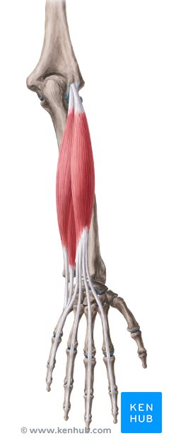 Oberflächliche Extensoren des Unterarms - Anatomie | Kenhub