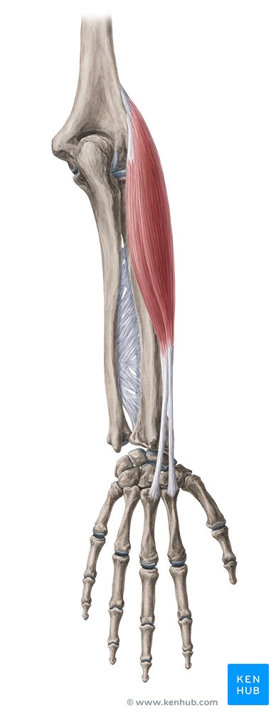 Radial muscles of the forearm: Anatomy and function | Kenhub