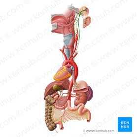 Pancreas: Anatomy, functions, blood supply, innervation | Kenhub