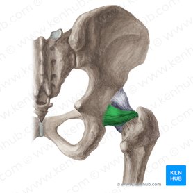 Os ischii (Sitzbein) - Anatomie, Gelenke & Klinik | Kenhub