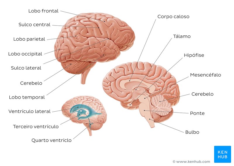 Neuroanatomia Cérebro Medula Espinal Sistema Nervoso Kenhub