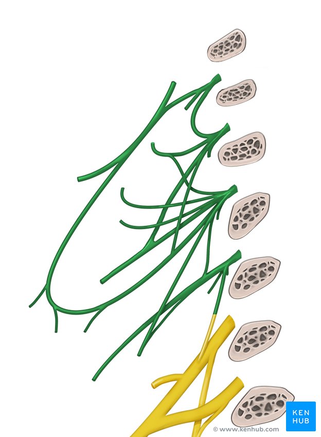 cervical plexus drawing