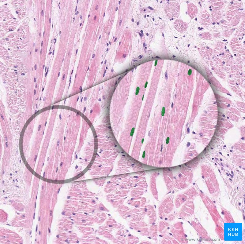 Muskelzellen: Einteilung, Histologie, Funktion | Kenhub