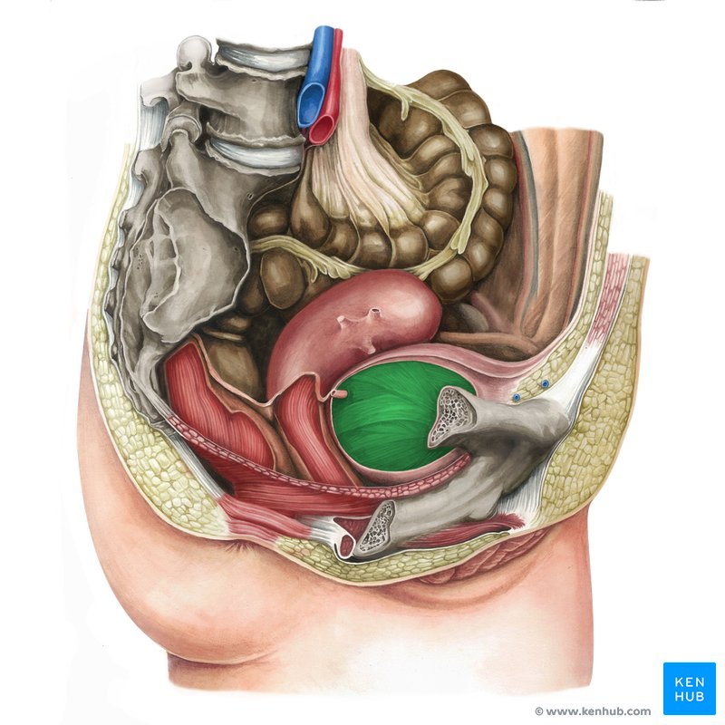 Urinary bladder & urethra: Anatomy, location, function | Kenhub