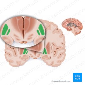 Globus pallidus: Anatomy and function | Kenhub