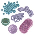 Video: Membranous organelles | Kenhub