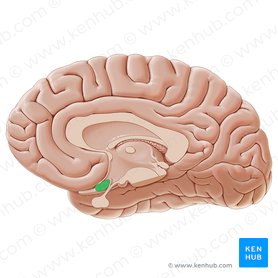 Optic chiasm: Anatomy and function | Kenhub