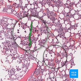 Capillaries: Continuous, fenestrated and sinusoidal | Kenhub