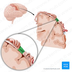Lóbulo frontal: Anatomía, funciones y relaciones clínicas | Kenhub