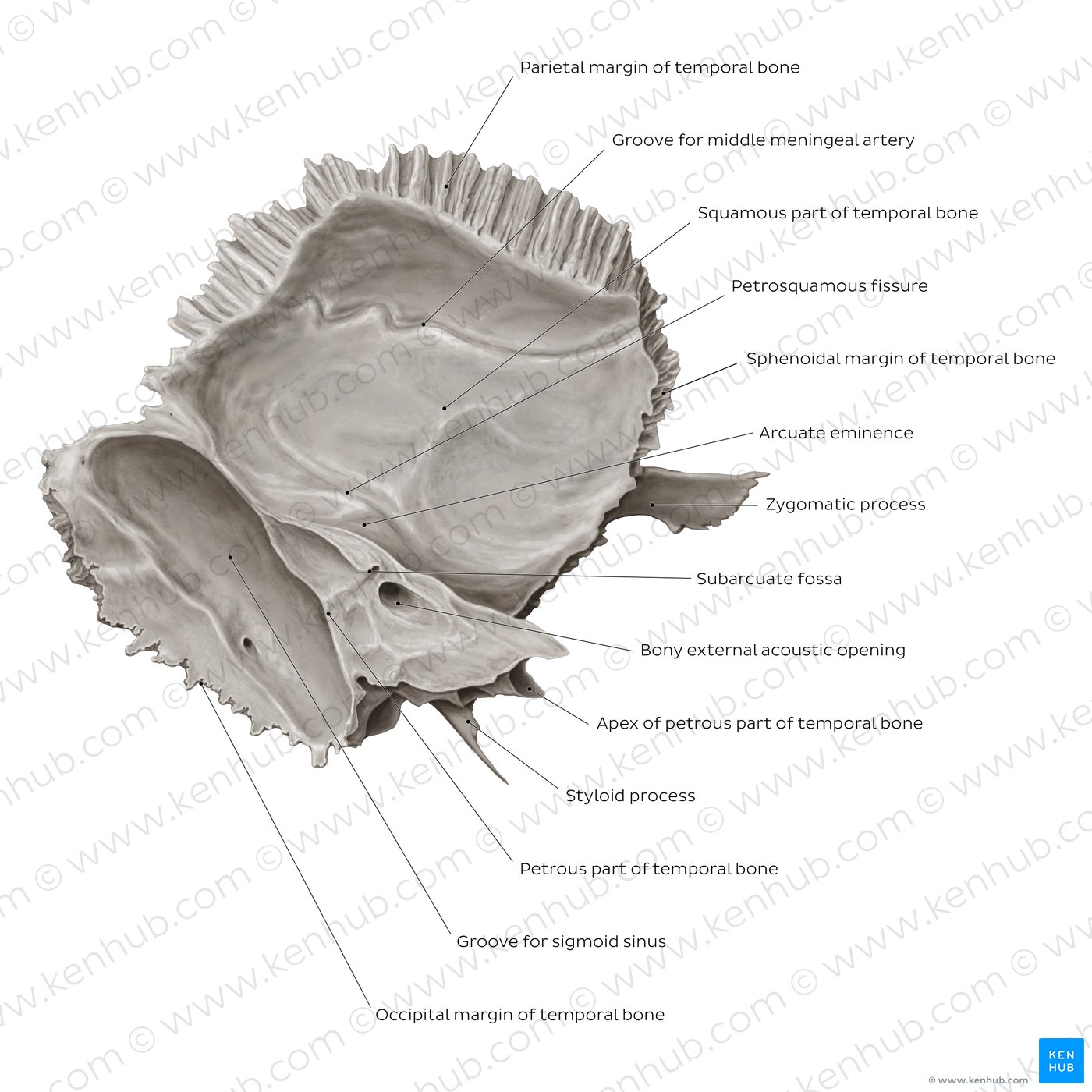 Temporal Bone Anatomy Parts Sutures And Foramina Kenhub