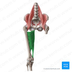 Adductor magnus: Origin, insertion, innervation, action | Kenhub