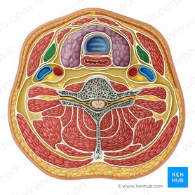 Omohyoid: Origin, insertion, innervation and action | Kenhub