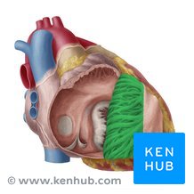 Pectinate muscles: Anatomy and location | Kenhub