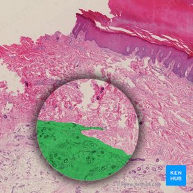 Skin: Cells, layers and histological features | Kenhub