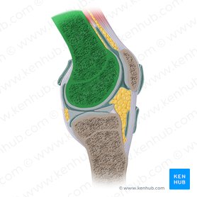 Femur bone anatomy: Proximal, distal and shaft | Kenhub