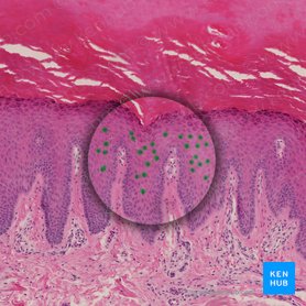 Keratinized stratified squamous epithelium | Kenhub
