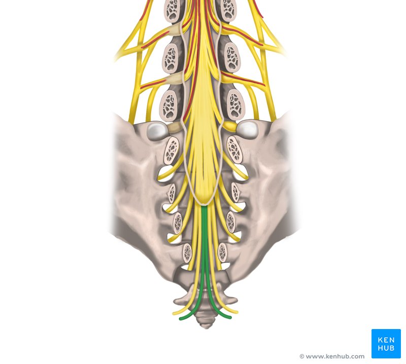 Nervus coccygeus: Anatomie und Funktion | Kenhub